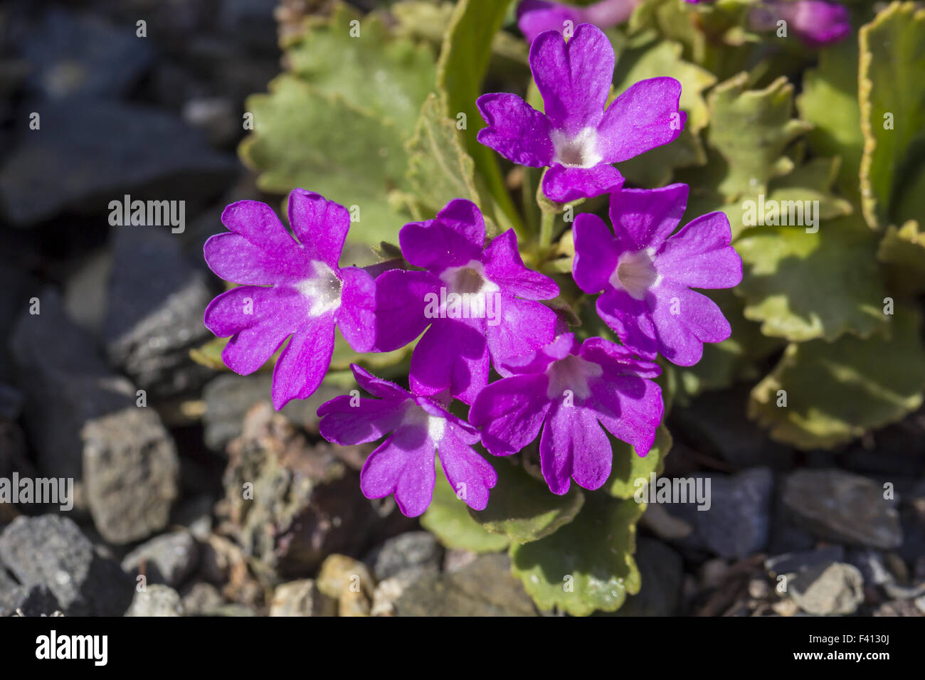 Primula hirsuta, Stinking Primrose Stock Photo - Alamy