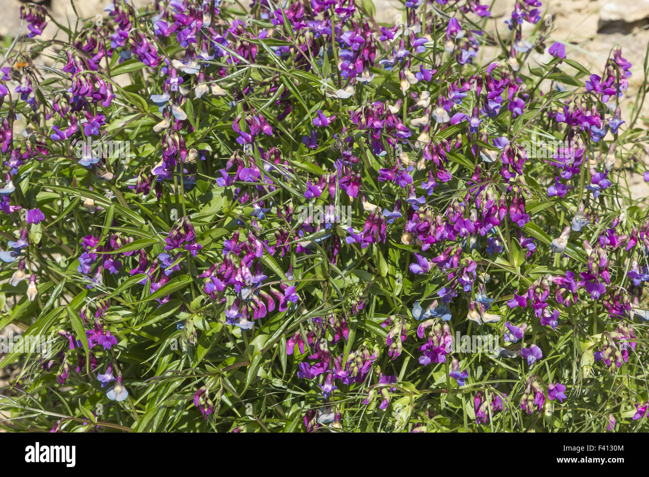 Latyrus vernus, Spring vetchling Stock Photo - Alamy