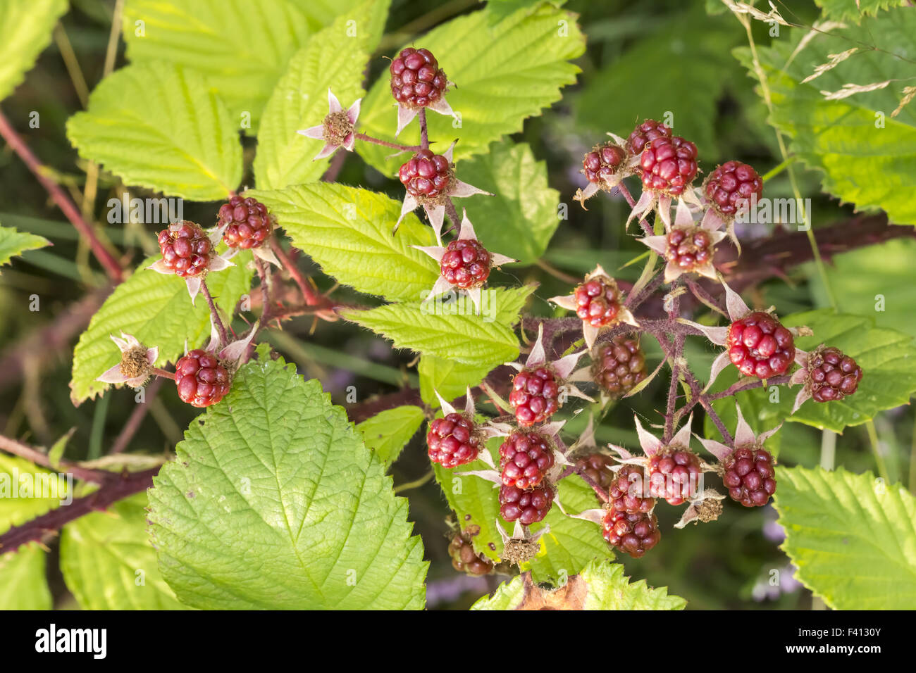 August blume hi-res stock photography and images - Alamy