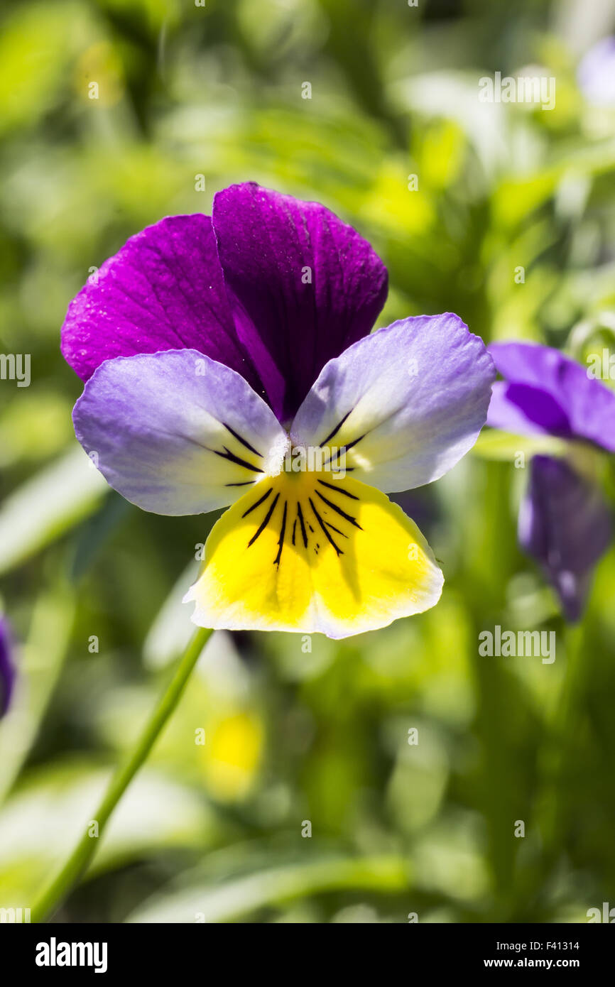 Heart’s ease hi-res stock photography and images - Alamy