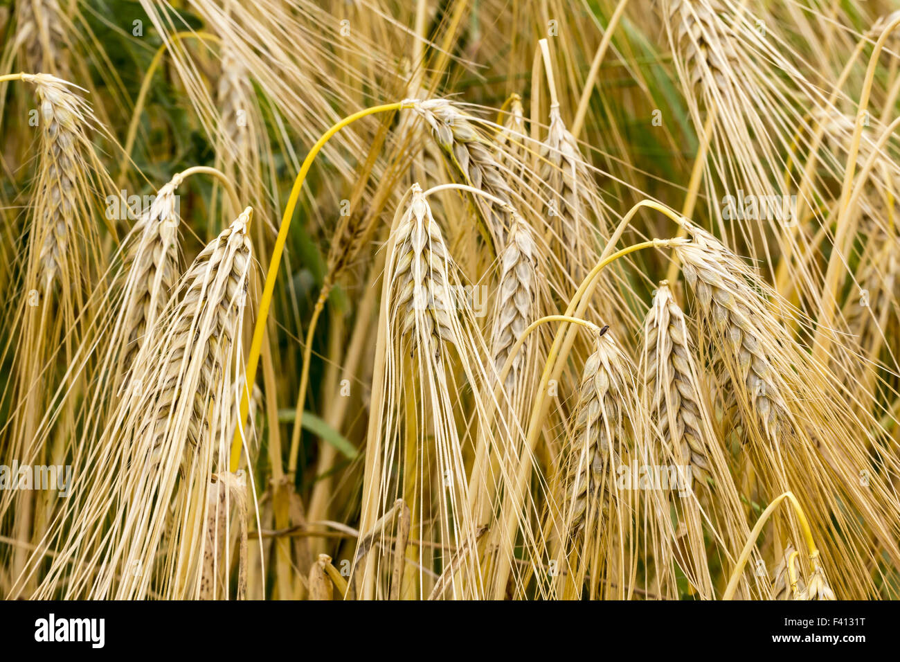 Hordeum vulgare, Barley Stock Photo - Alamy
