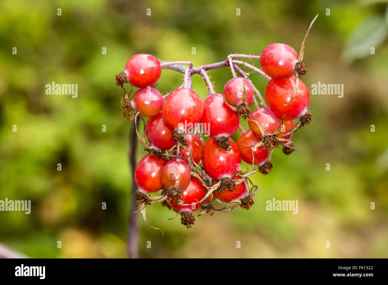 Rosa glauca, Redleaf Rose with rose hips Stock Photo - Alamy