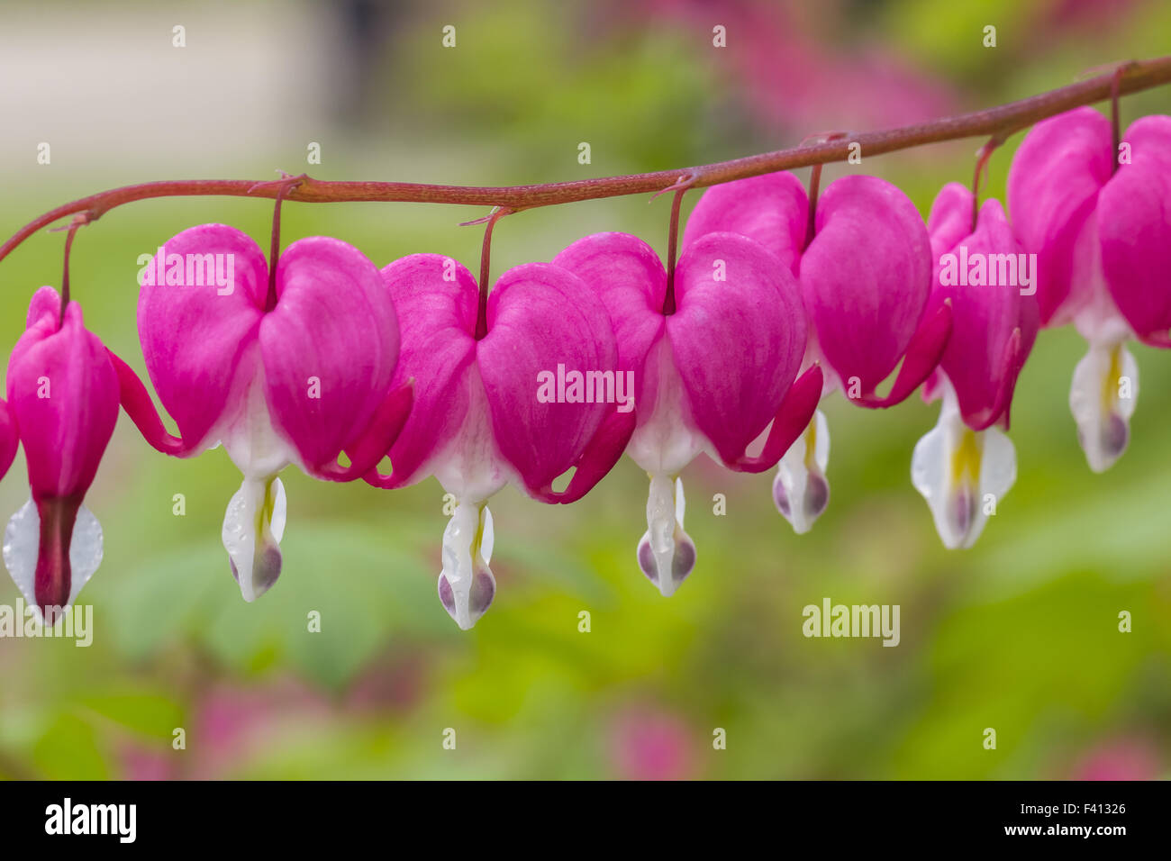 Lamprocapnos spectabilis, Bleeding Heart Stock Photo - Alamy