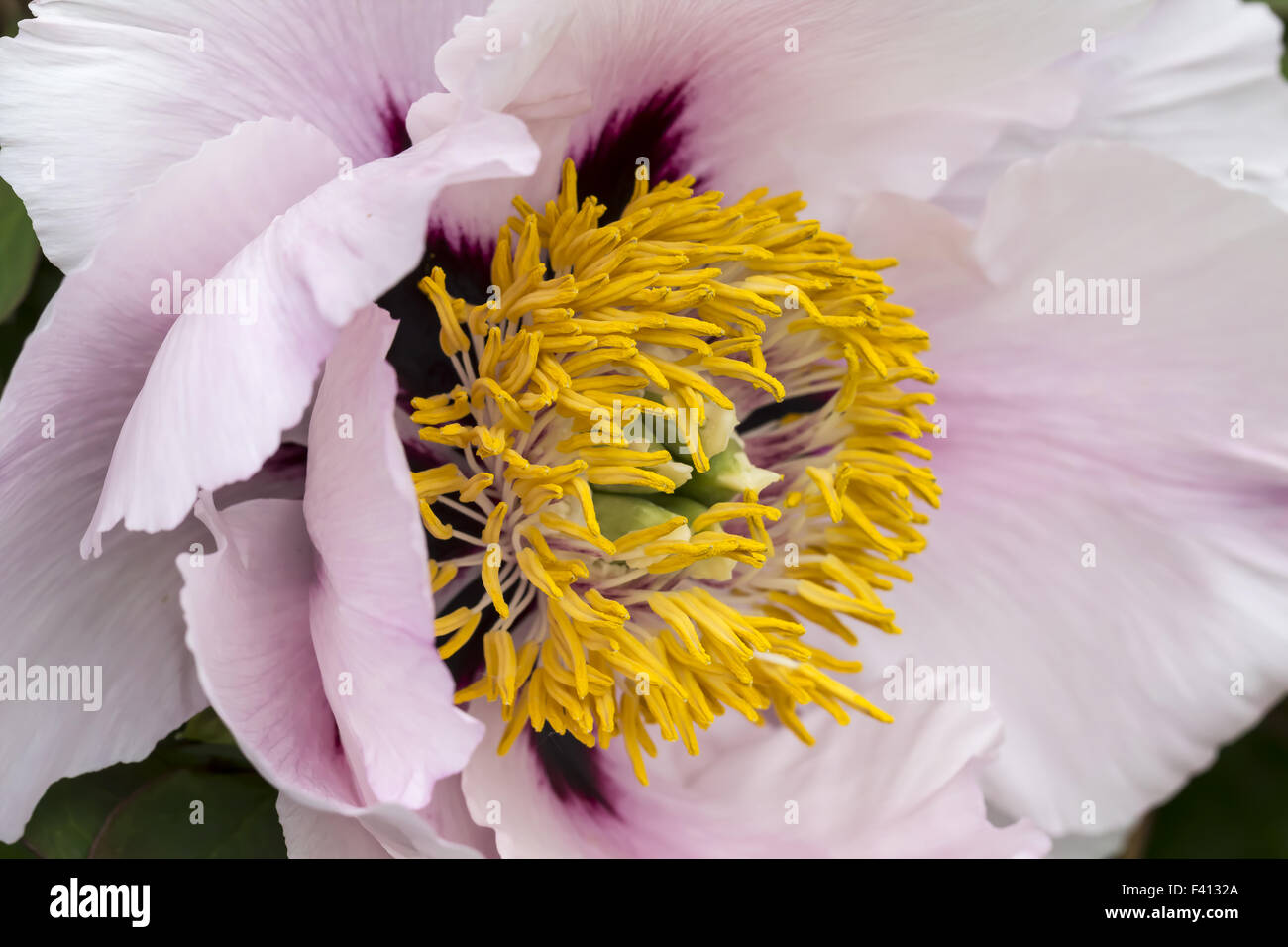 Chinese tree peony hi-res stock photography and images - Alamy