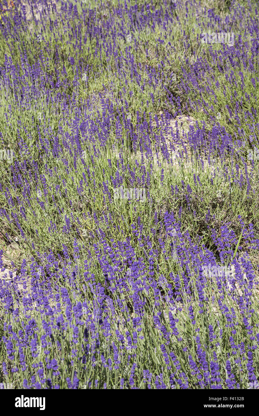Lavandula angustifolia, Common lavender Stock Photo - Alamy