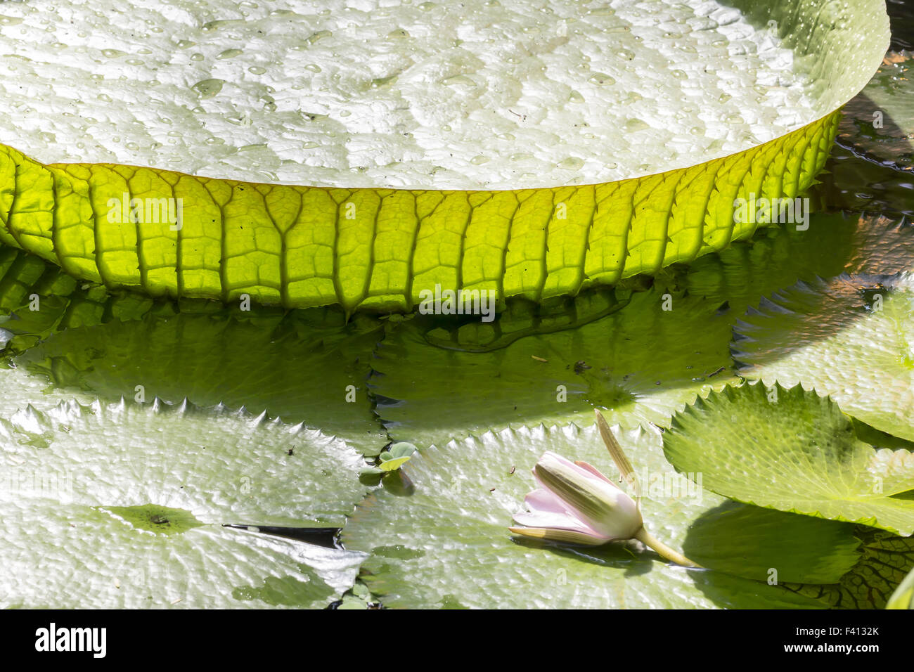 Victoria amazonica, Amazon water lily Stock Photo - Alamy