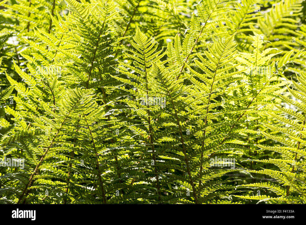 Fern into the light, Germany Stock Photo - Alamy