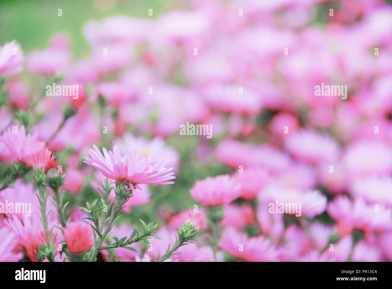 Small garden Astra flowers Stock Photo - Alamy