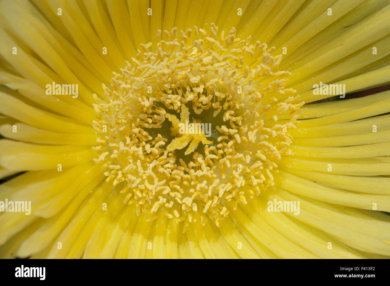 Microphotograph of contrasty yellow petals of Carbobrotus edulis plant ...