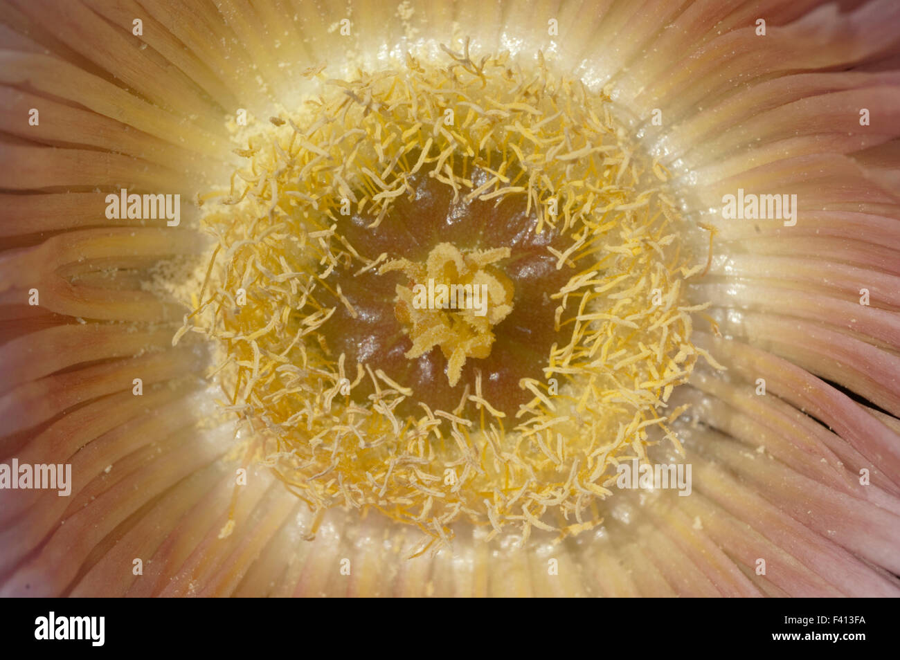 Yellowish petals of Carbobrotus edulis (or hottentot-fig) plant and ...