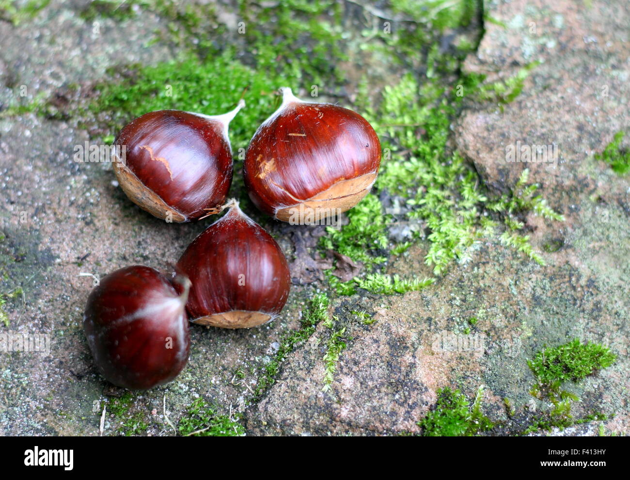 Harvest chestnuts hi-res stock photography and images - Alamy