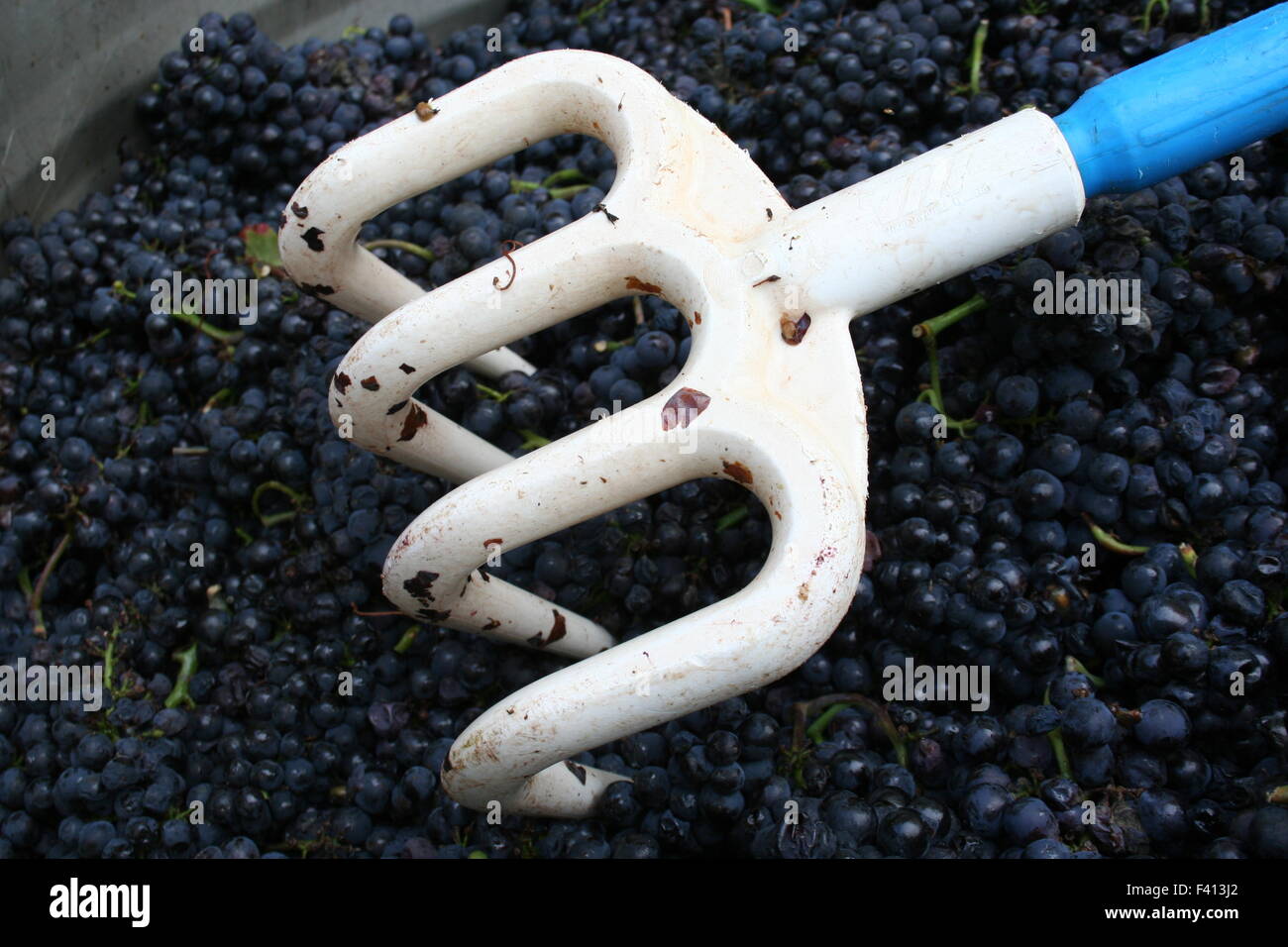 White and blue rake in bin of purple grapes, Germany Stock Photo - Alamy