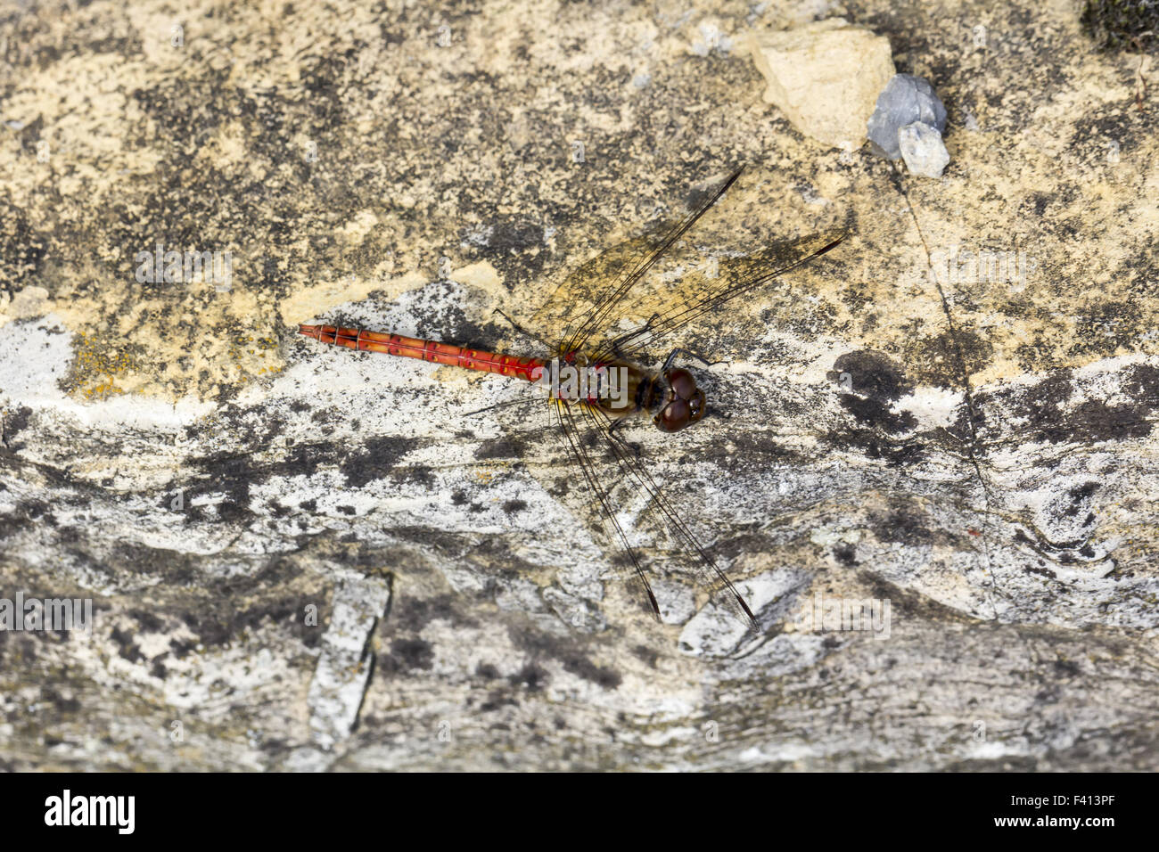 Sympetrum striolatum, Common darter, Germany Stock Photo - Alamy