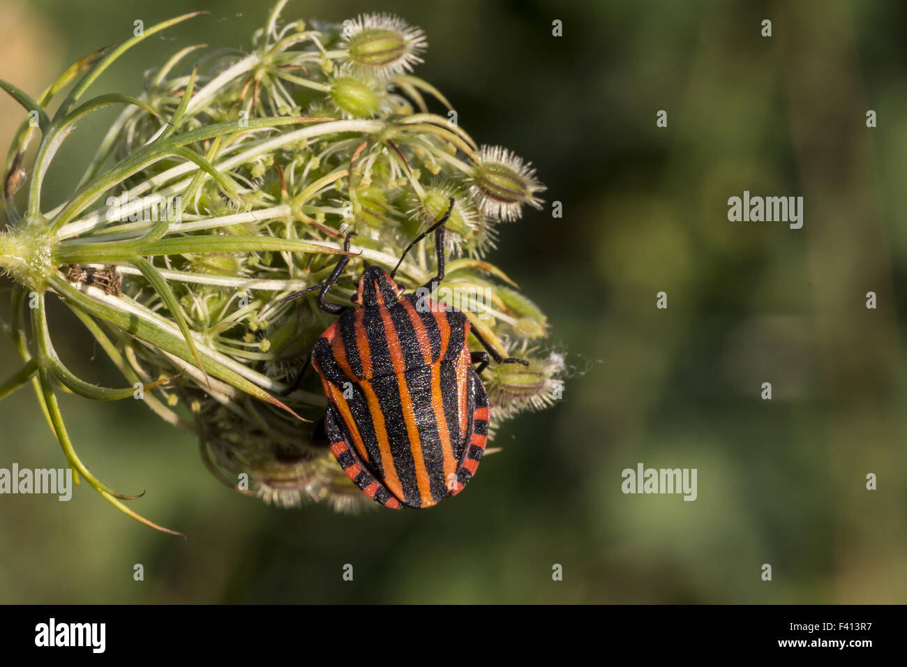 Graphosoma lineatum, Shield bug from Germany Stock Photo - Alamy