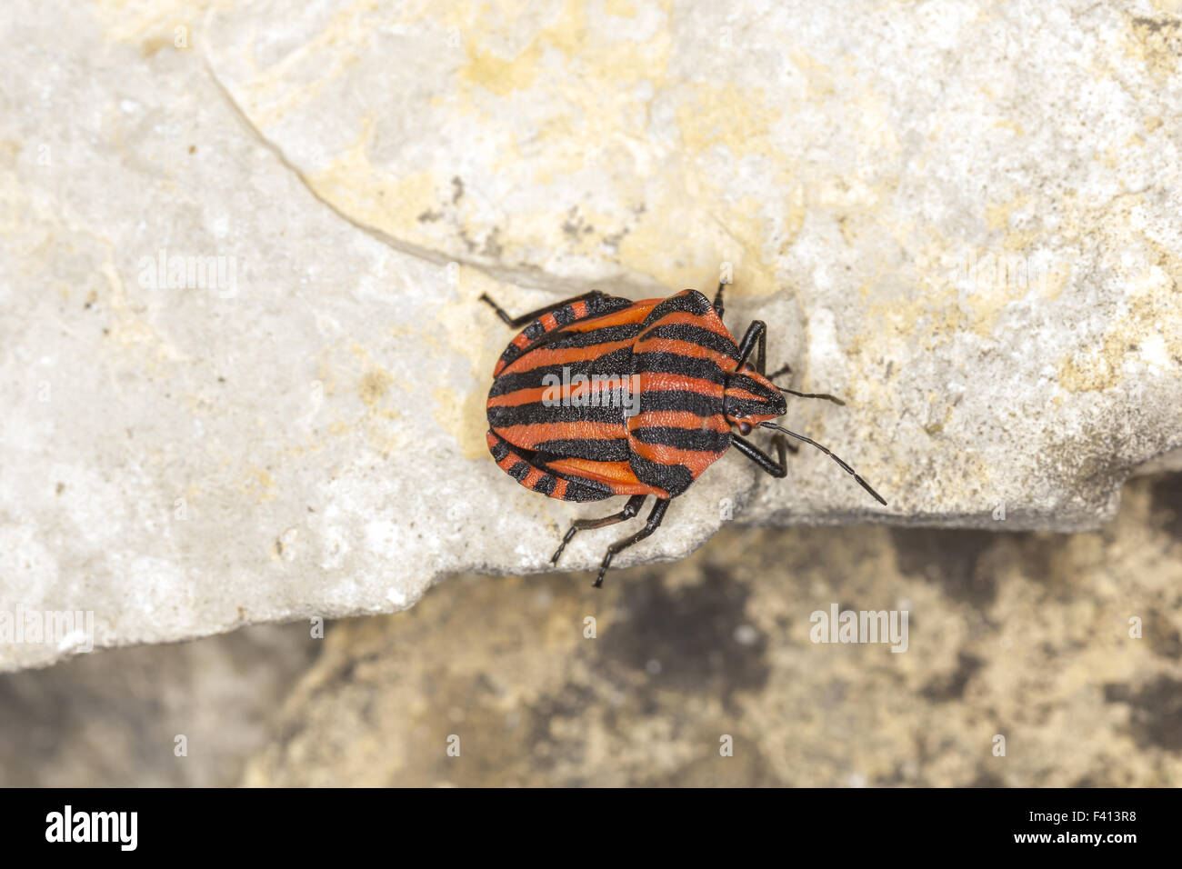 Graphosoma lineatum, Shield bug from Germany Stock Photo - Alamy