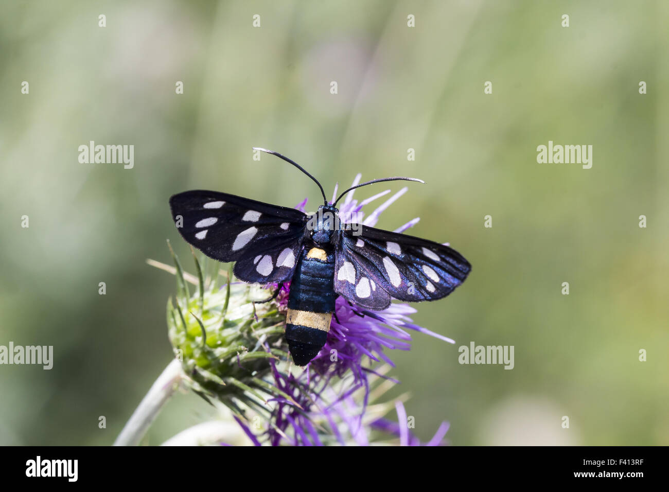 Syntomis phegea, Nine-spotted moth from Italy Stock Photo - Alamy
