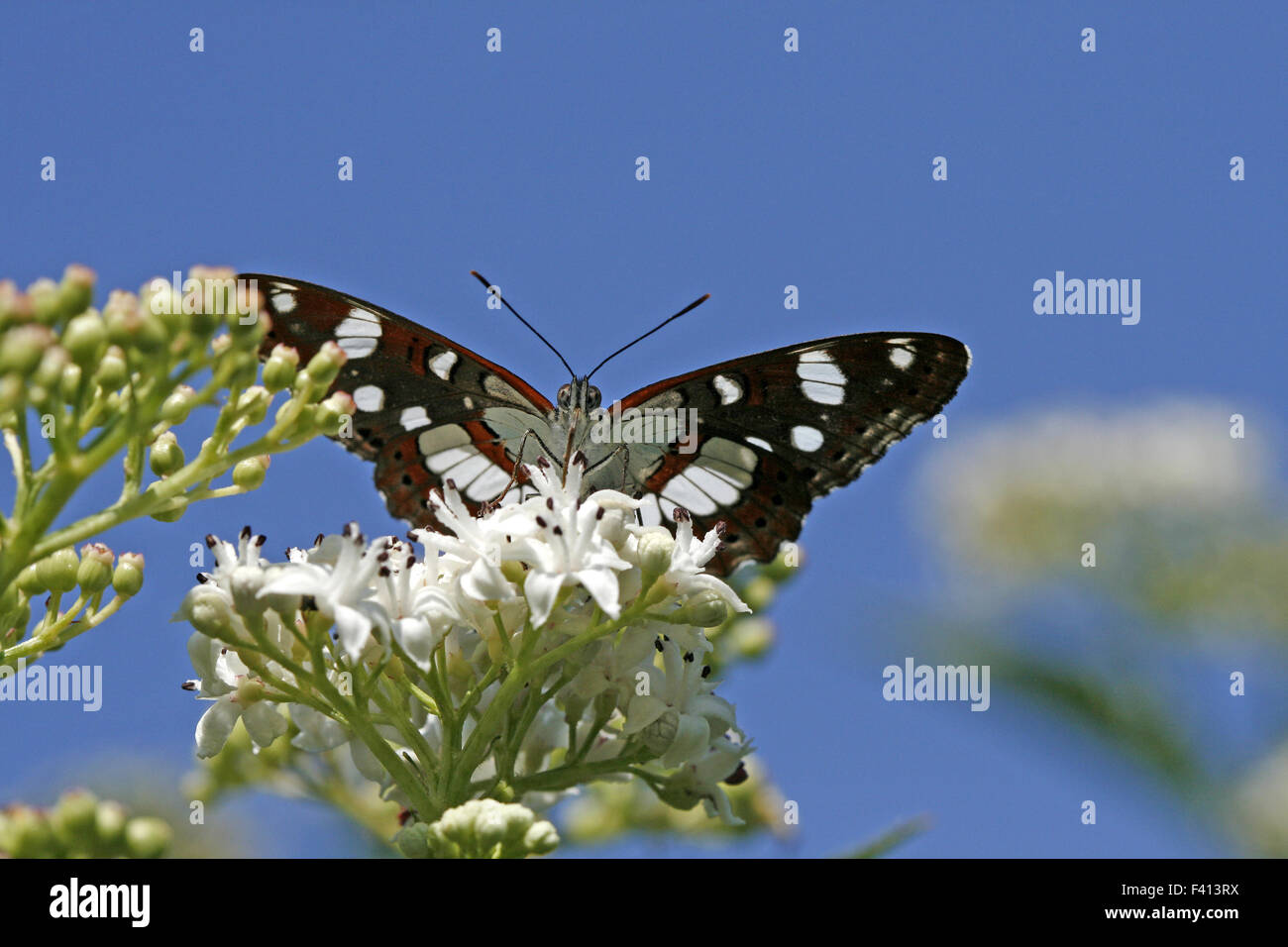Limenitis reducta, Southern white admiral Stock Photo - Alamy