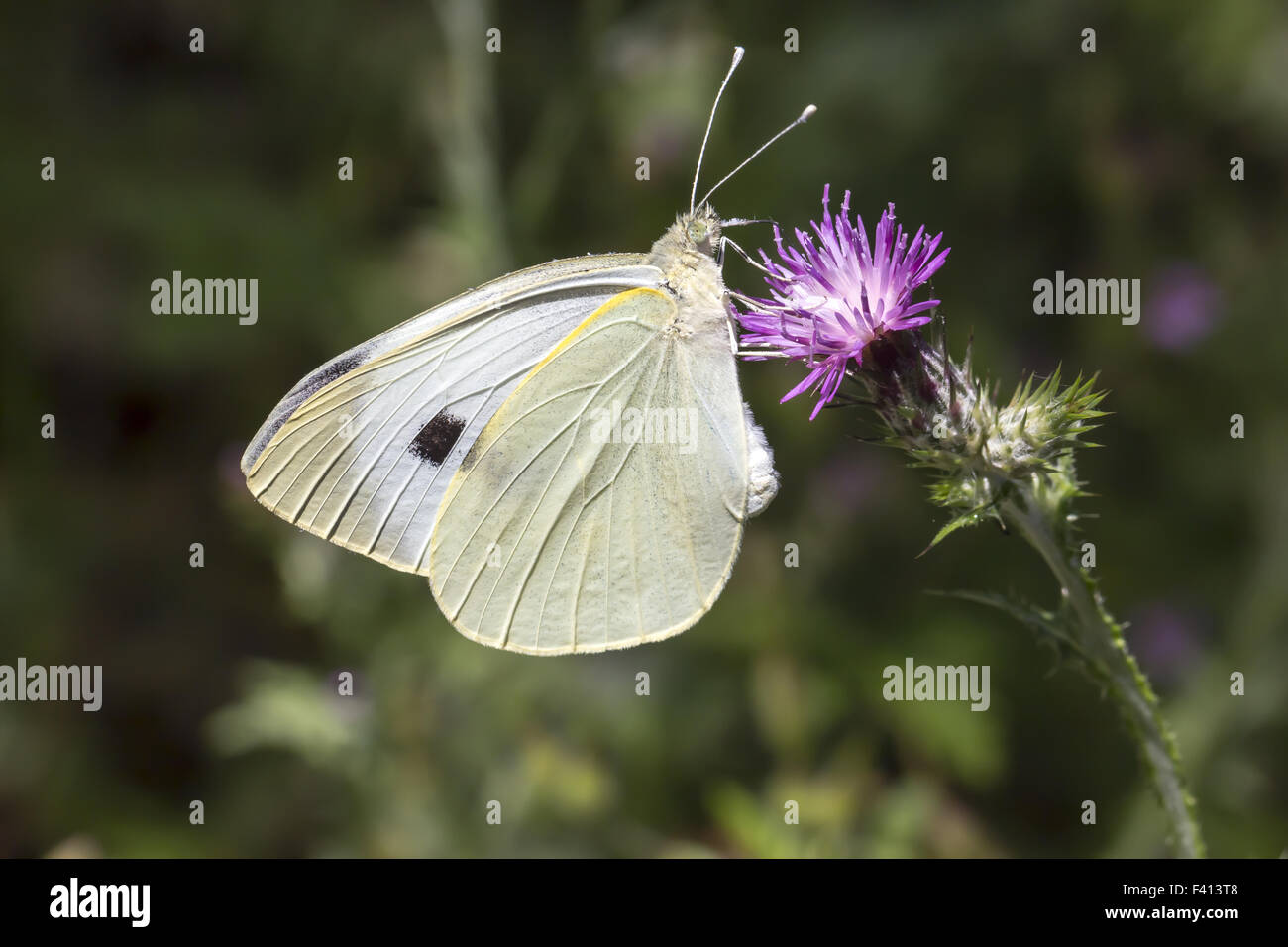 Pieris brassicae, Large White, Cabbage White Stock Photo - Alamy