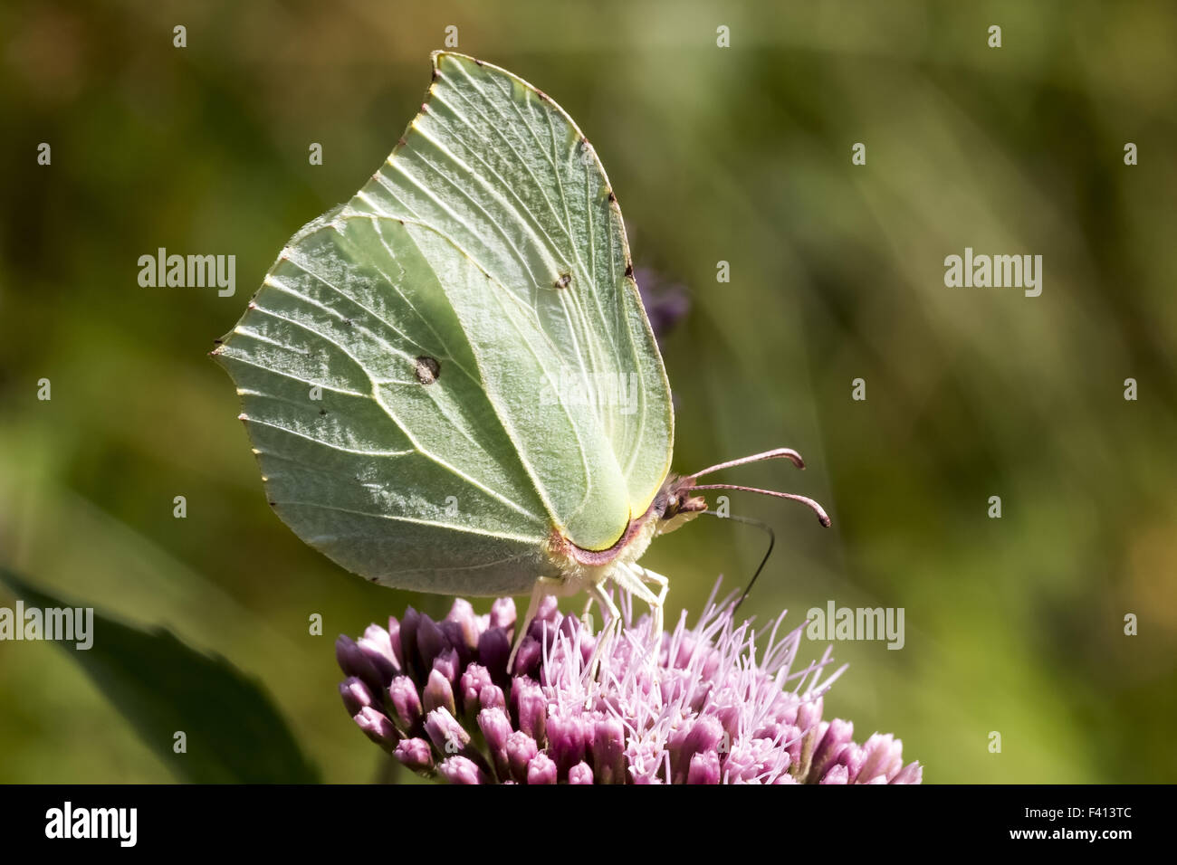 Gonepteryx rhamni, Common Brimstone, Germany Stock Photo - Alamy