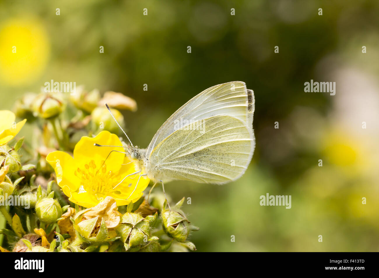 European large cabbage hi-res stock photography and images - Alamy