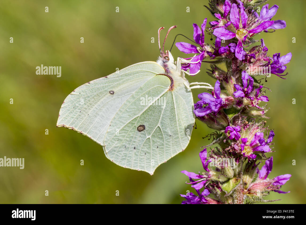 Gonepteryx rhamni, Common Brimstone, Germany Stock Photo - Alamy