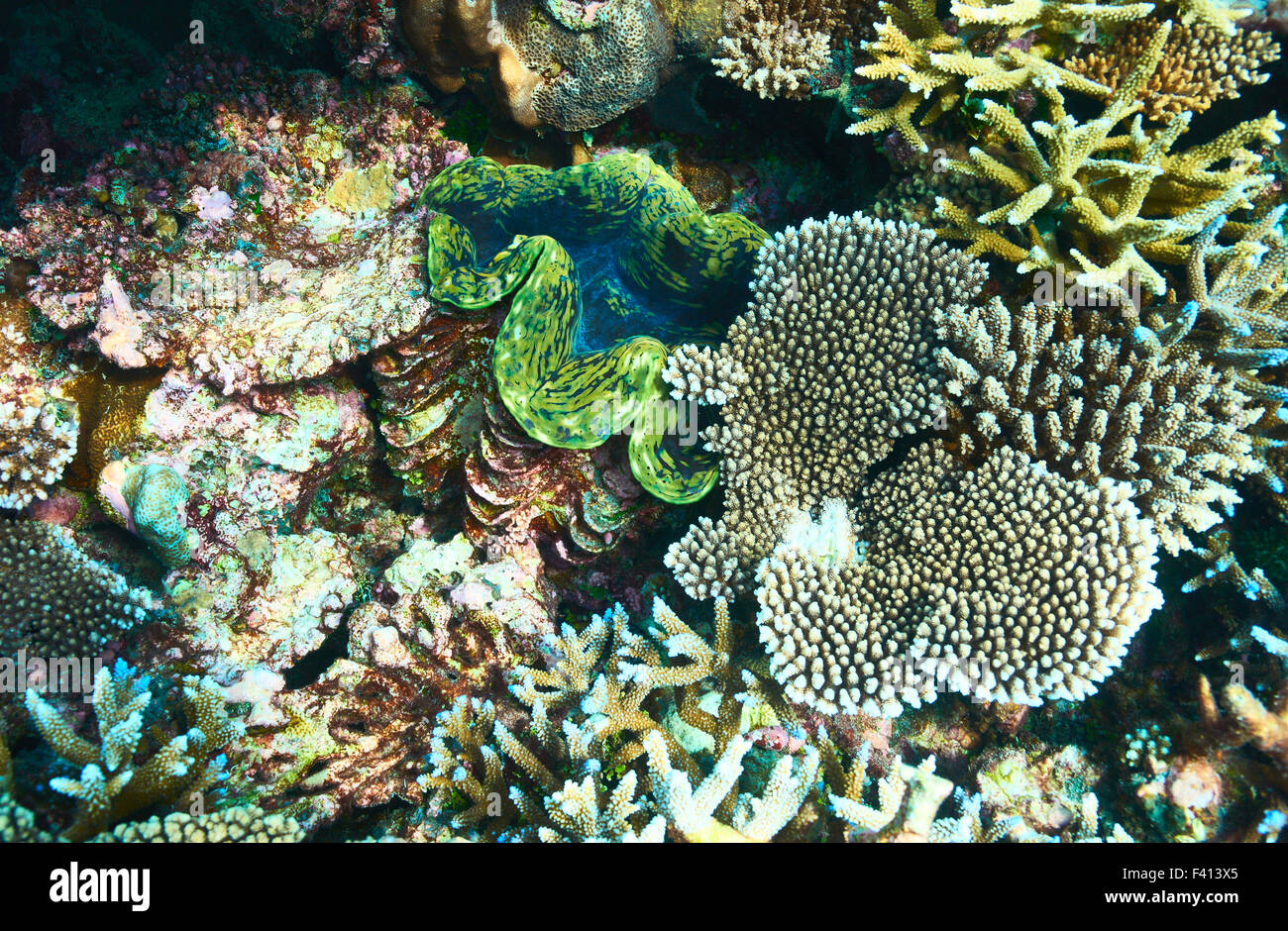 Giant clam at the tropical coral reef Stock Photo - Alamy