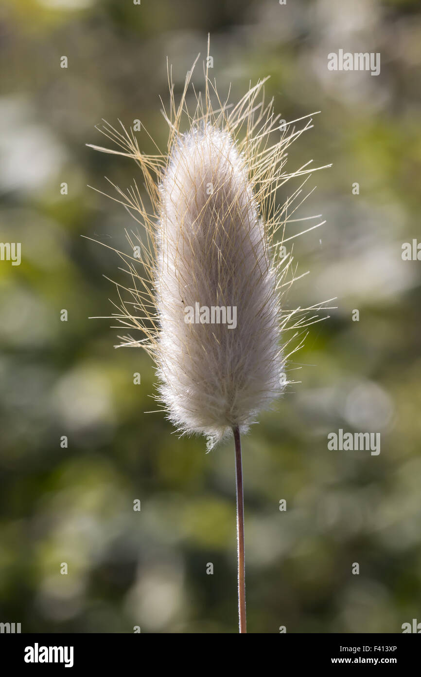 Harestail grass hi-res stock photography and images - Alamy