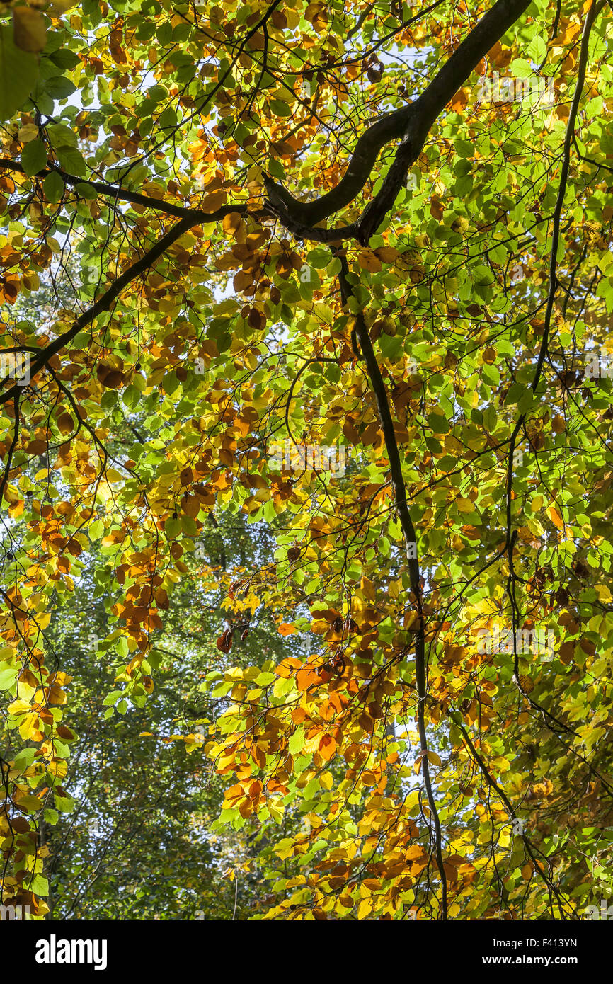 Licht beech hi-res stock photography and images - Alamy