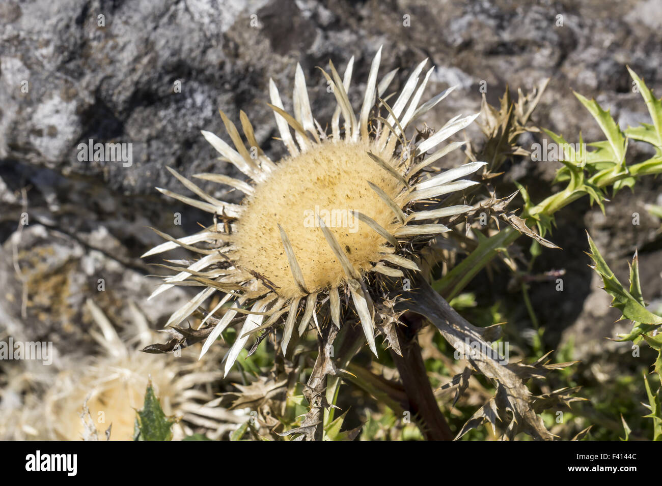 Carlina white hi-res stock photography and images - Alamy