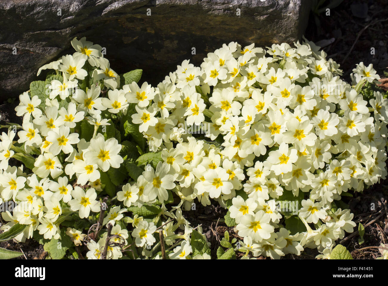 Primula vulgaris, Common primrose, Primerose Stock Photo - Alamy