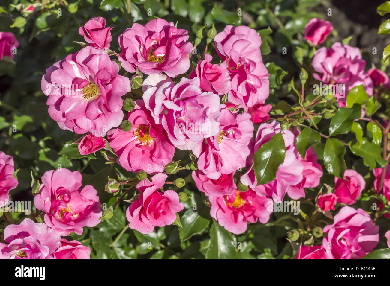 Floribundarose High Resolution Stock Photography and Images - Alamy