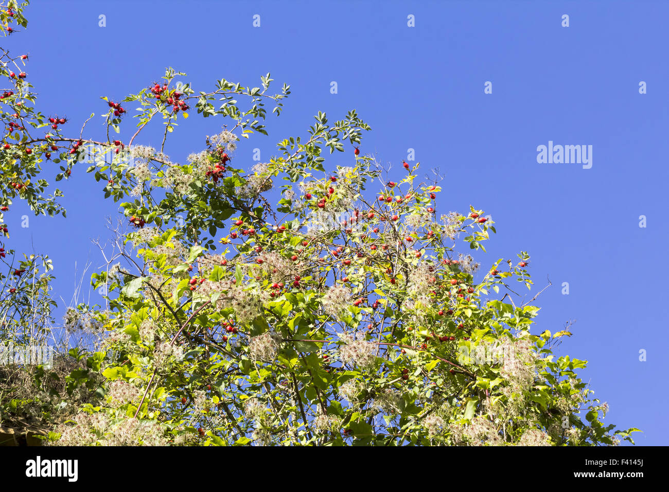 Rosen busch hi-res stock photography and images - Alamy