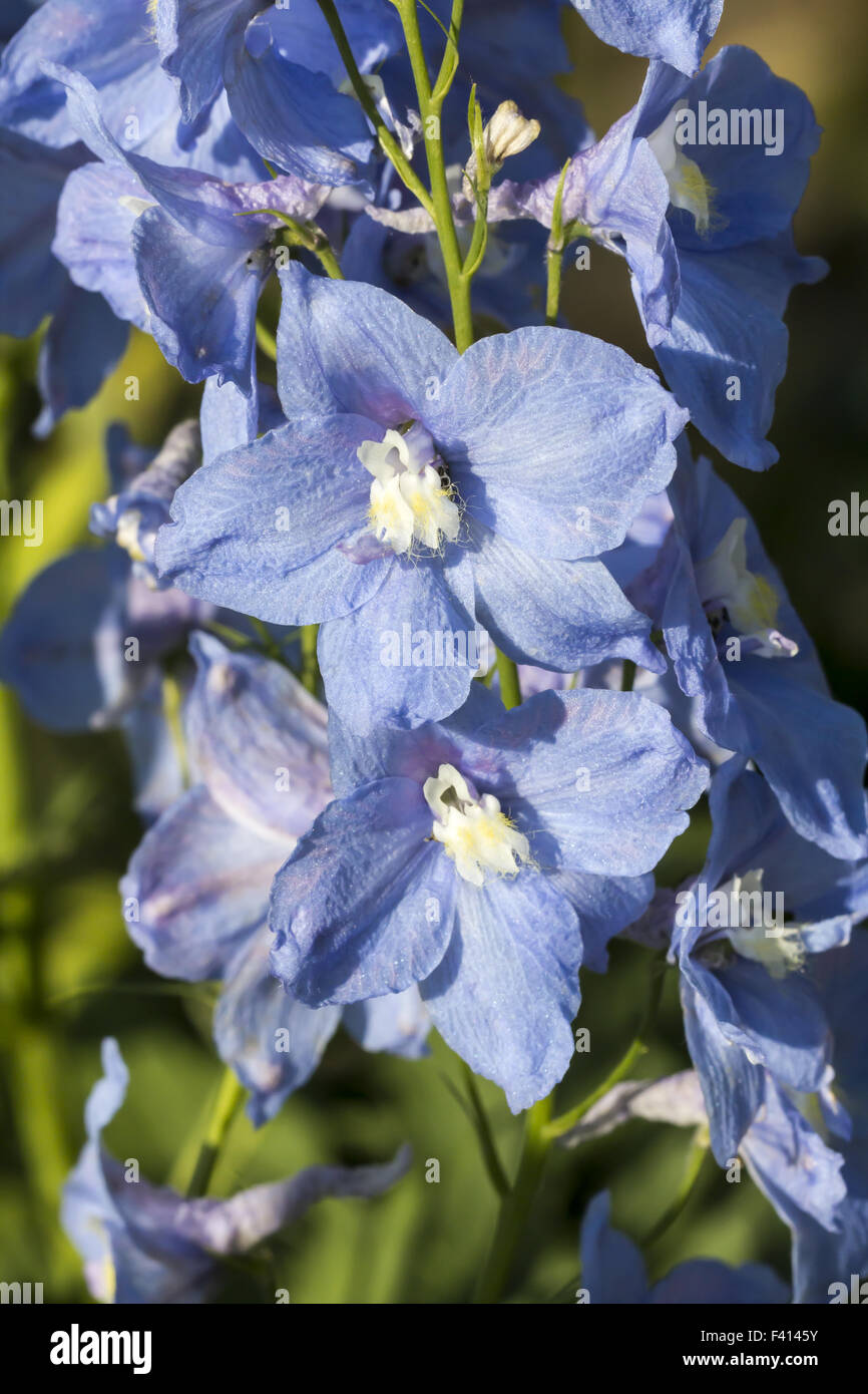 Delphinium hybrid, Larkspur Stock Photo - Alamy