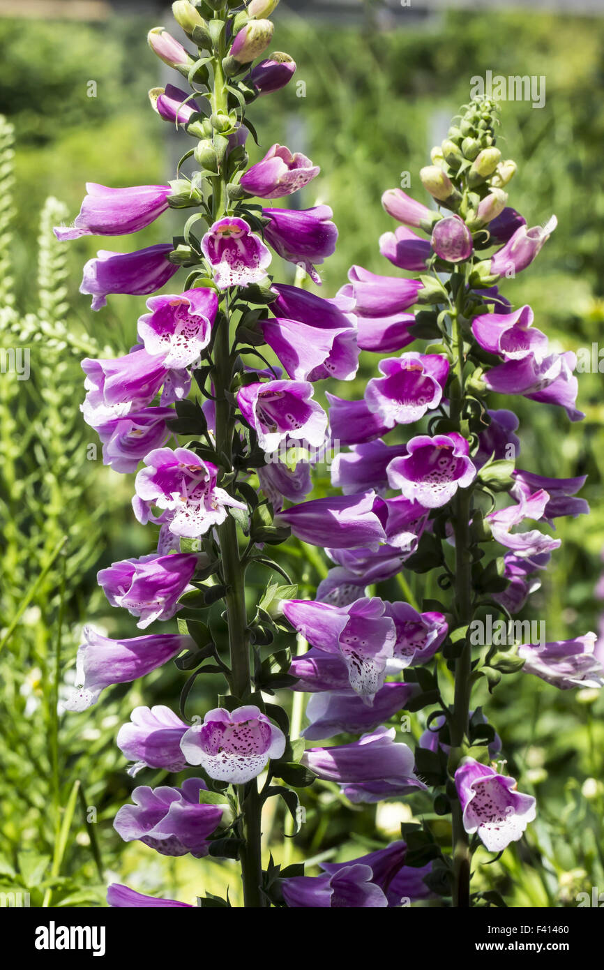 Digitalis purp hi-res stock photography and images - Alamy
