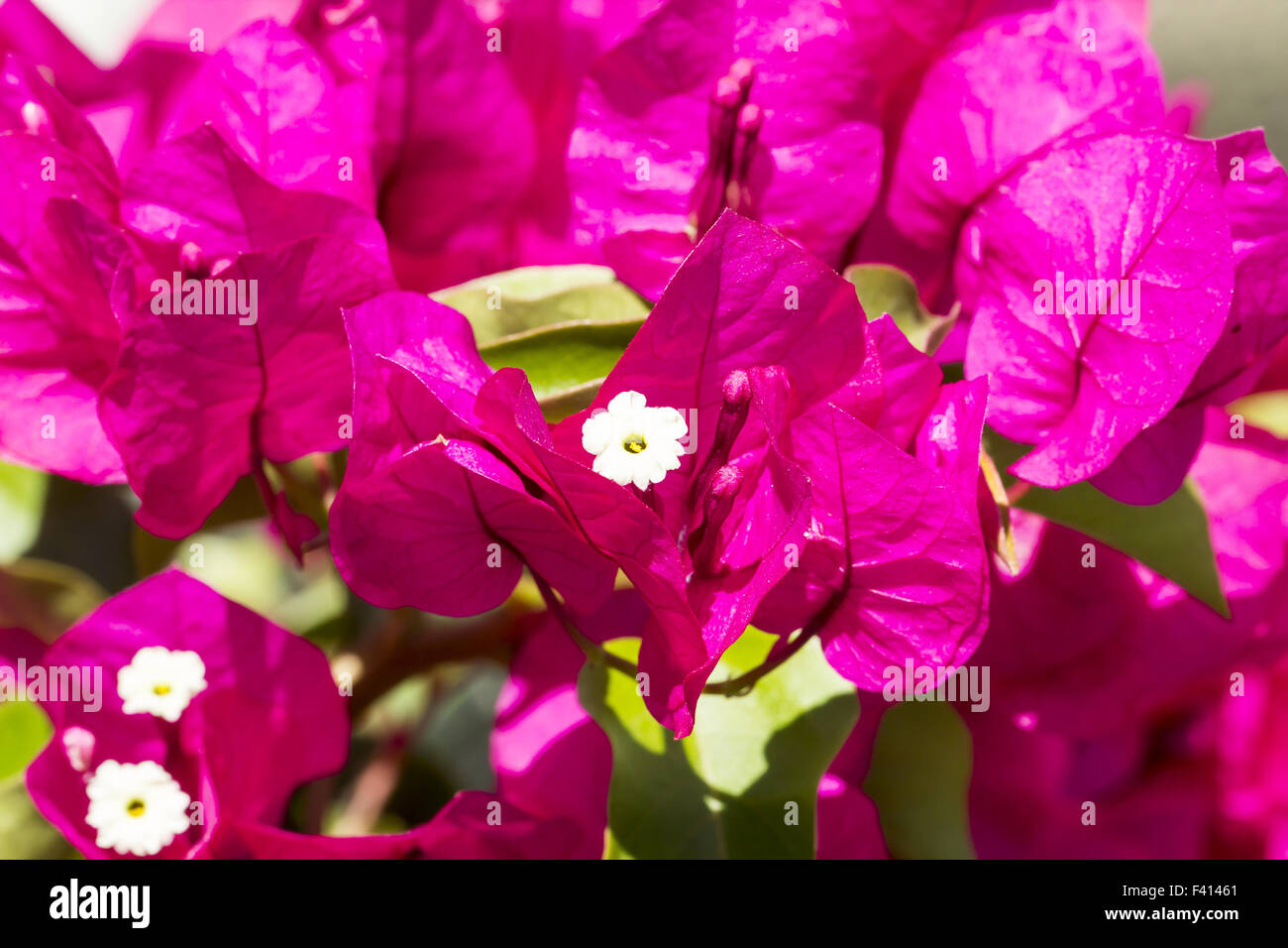 Bougainvillea glabra, Paper flower Stock Photo - Alamy