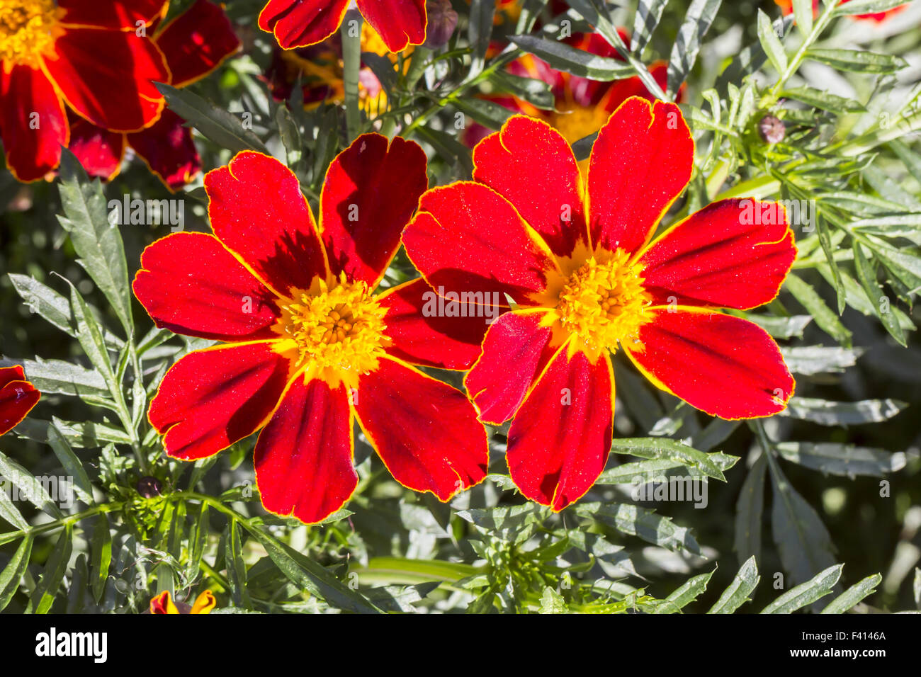 Tagetes patula Disco Red, French marigold Stock Photo - Alamy