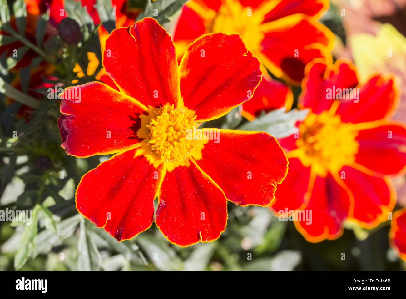 Red tagetes close up hi-res stock photography and images - Alamy
