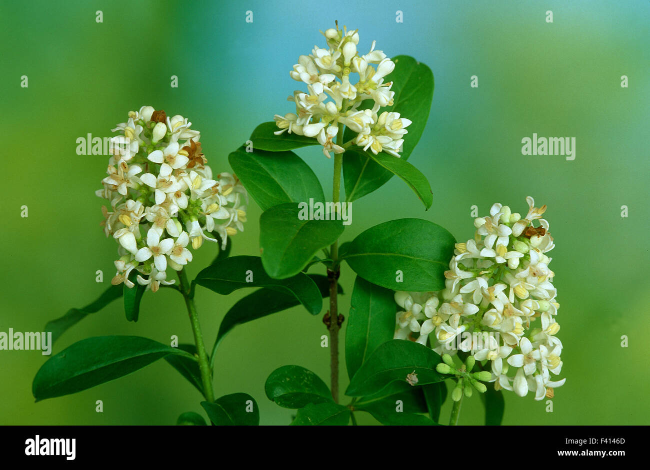 Ligustrum hedge hi-res stock photography and images - Alamy