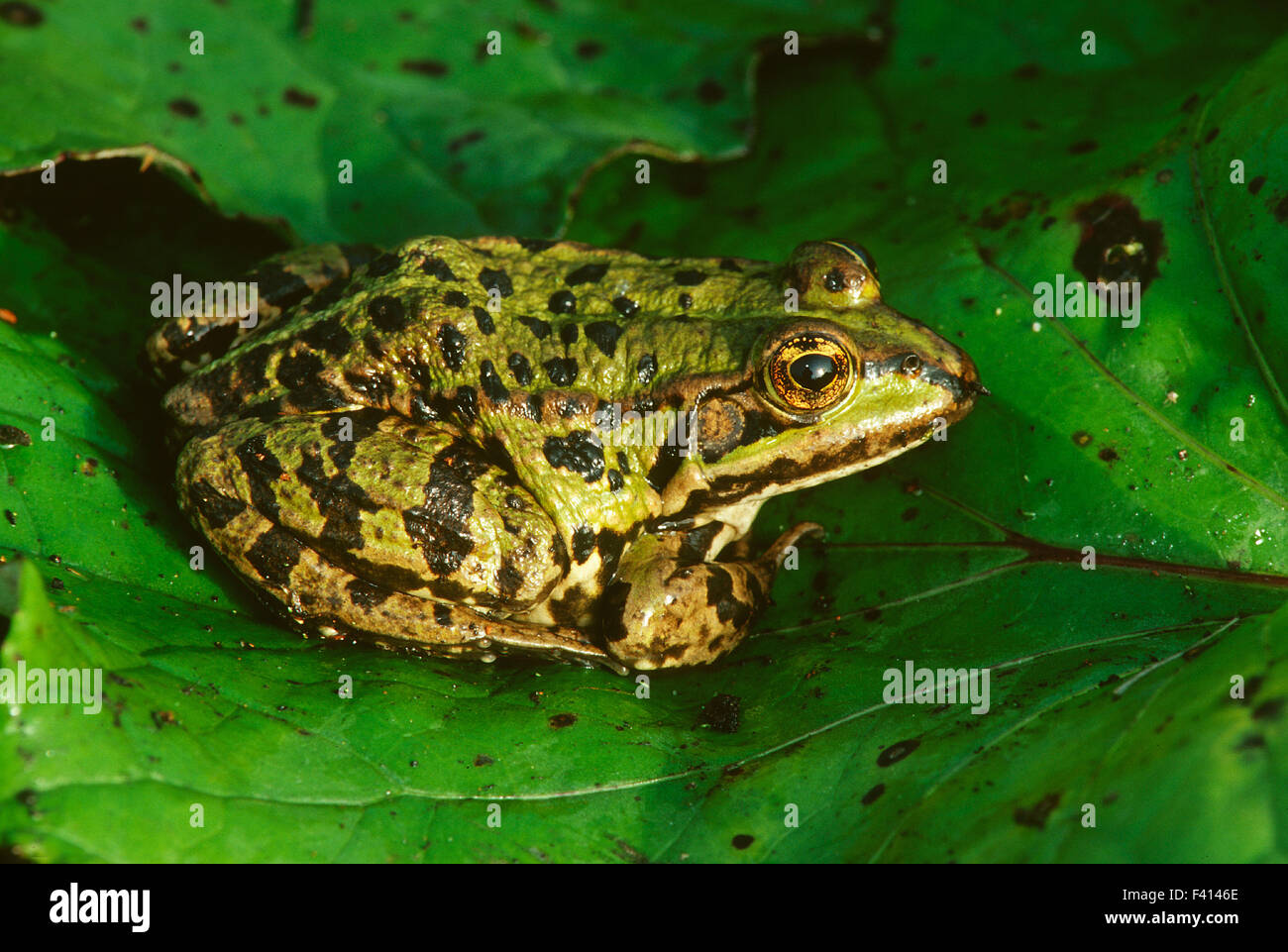 frog; green frog Stock Photo - Alamy