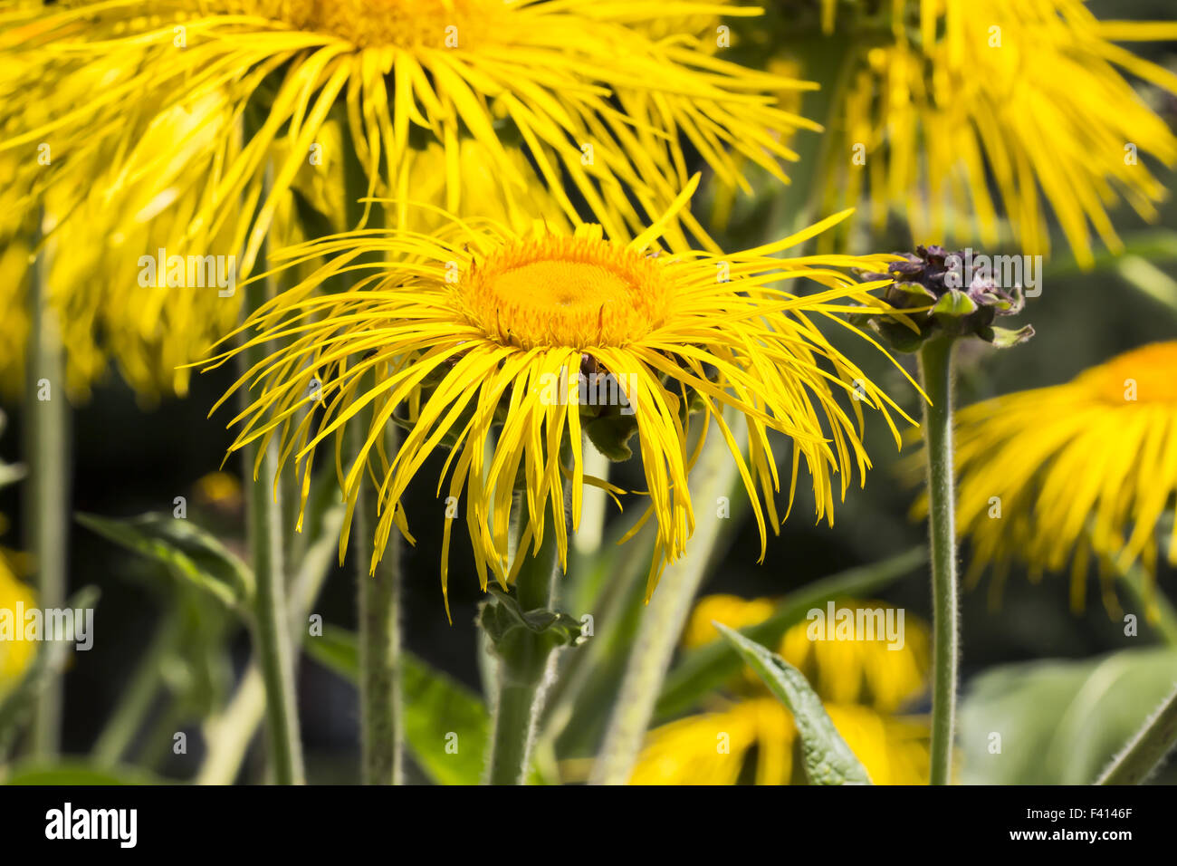Inula magnifica, Fleabane flower Stock Photo - Alamy