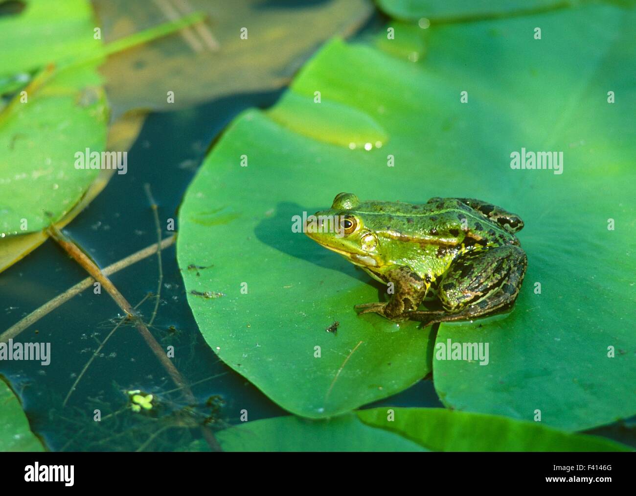 Frog green hi-res stock photography and images - Alamy