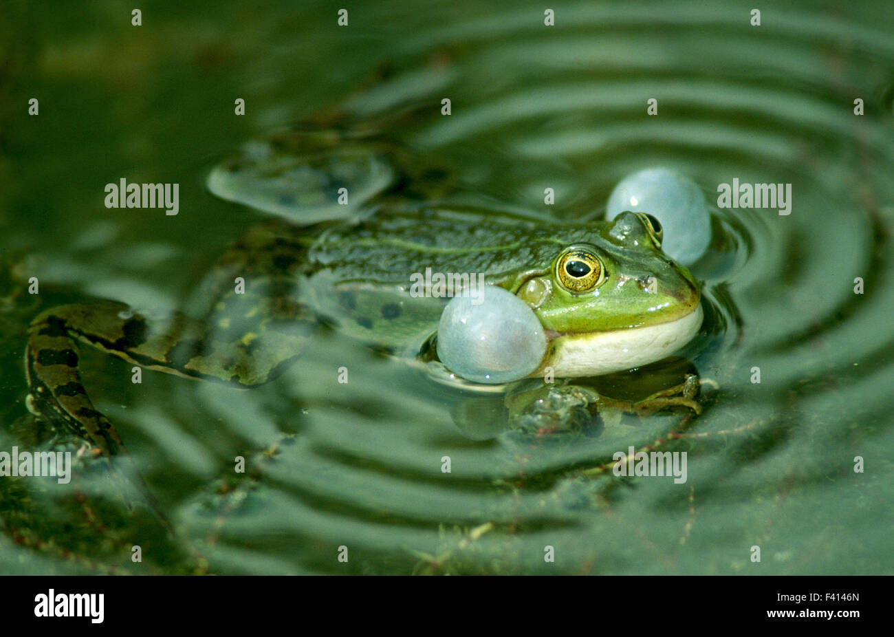 frog; green frog Stock Photo - Alamy
