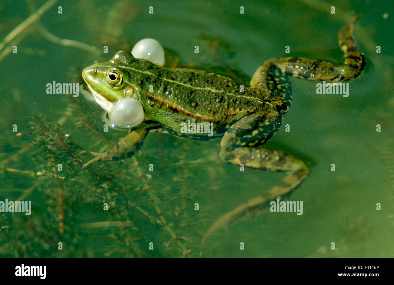 frog; green frog Stock Photo - Alamy