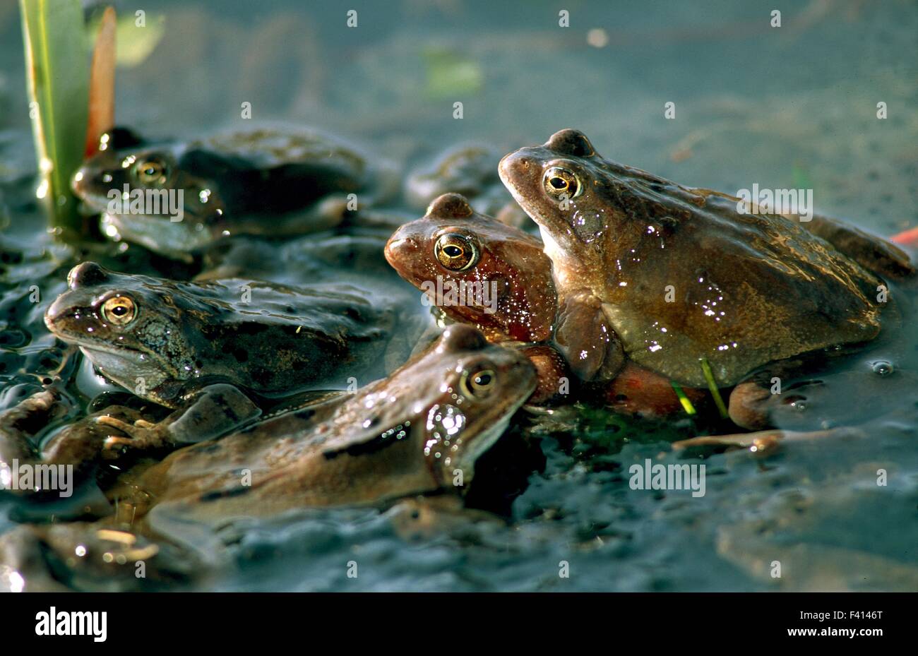 frog; grass frog Stock Photo - Alamy