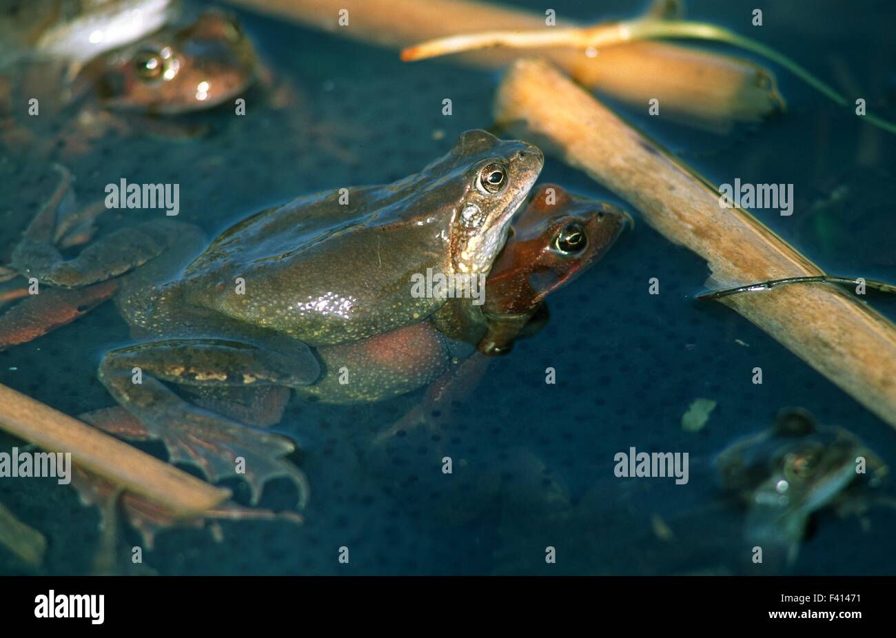 frog; grass frog Stock Photo - Alamy