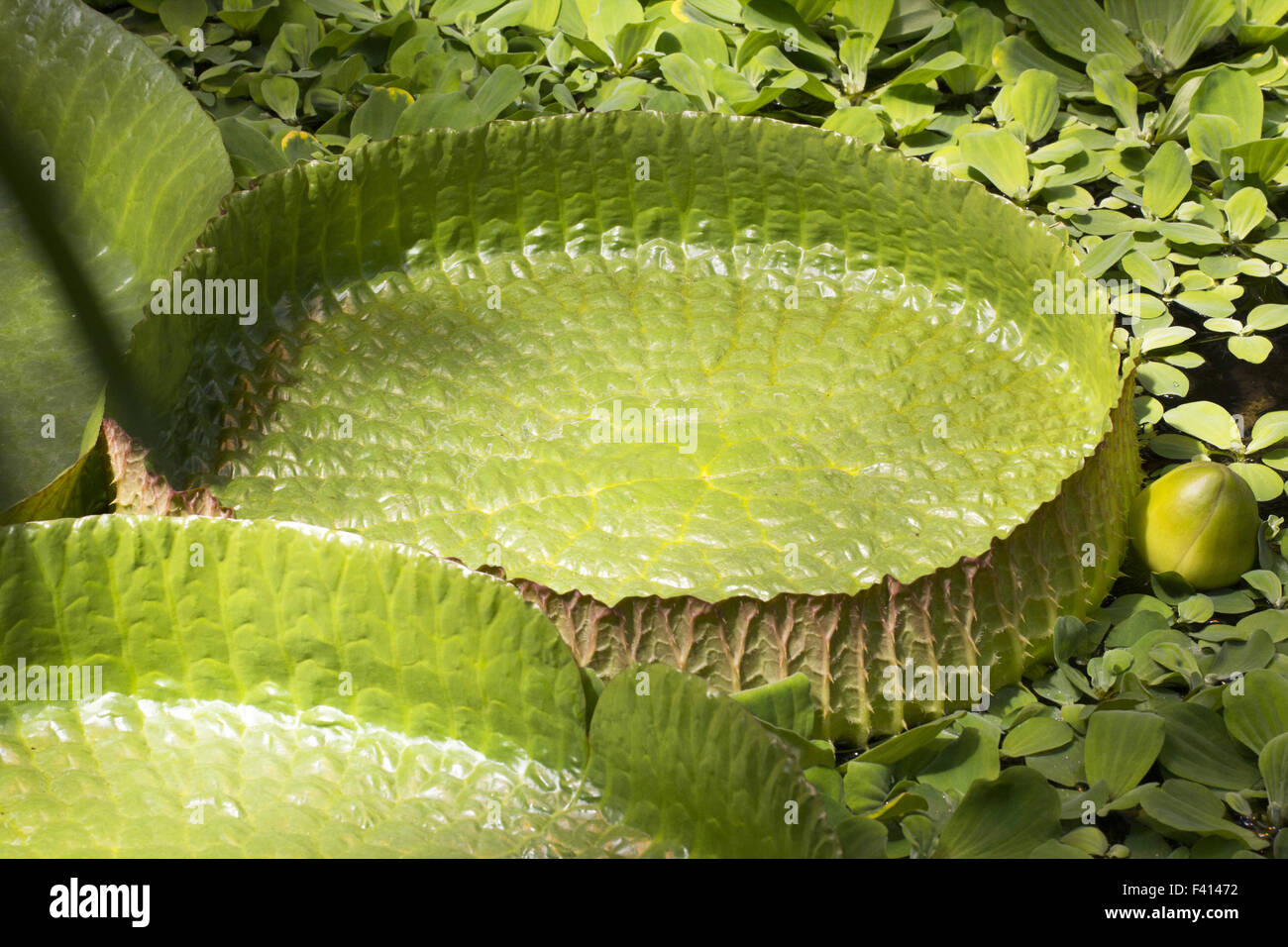 Victoria amazonica, Amazon water lily Stock Photo - Alamy
