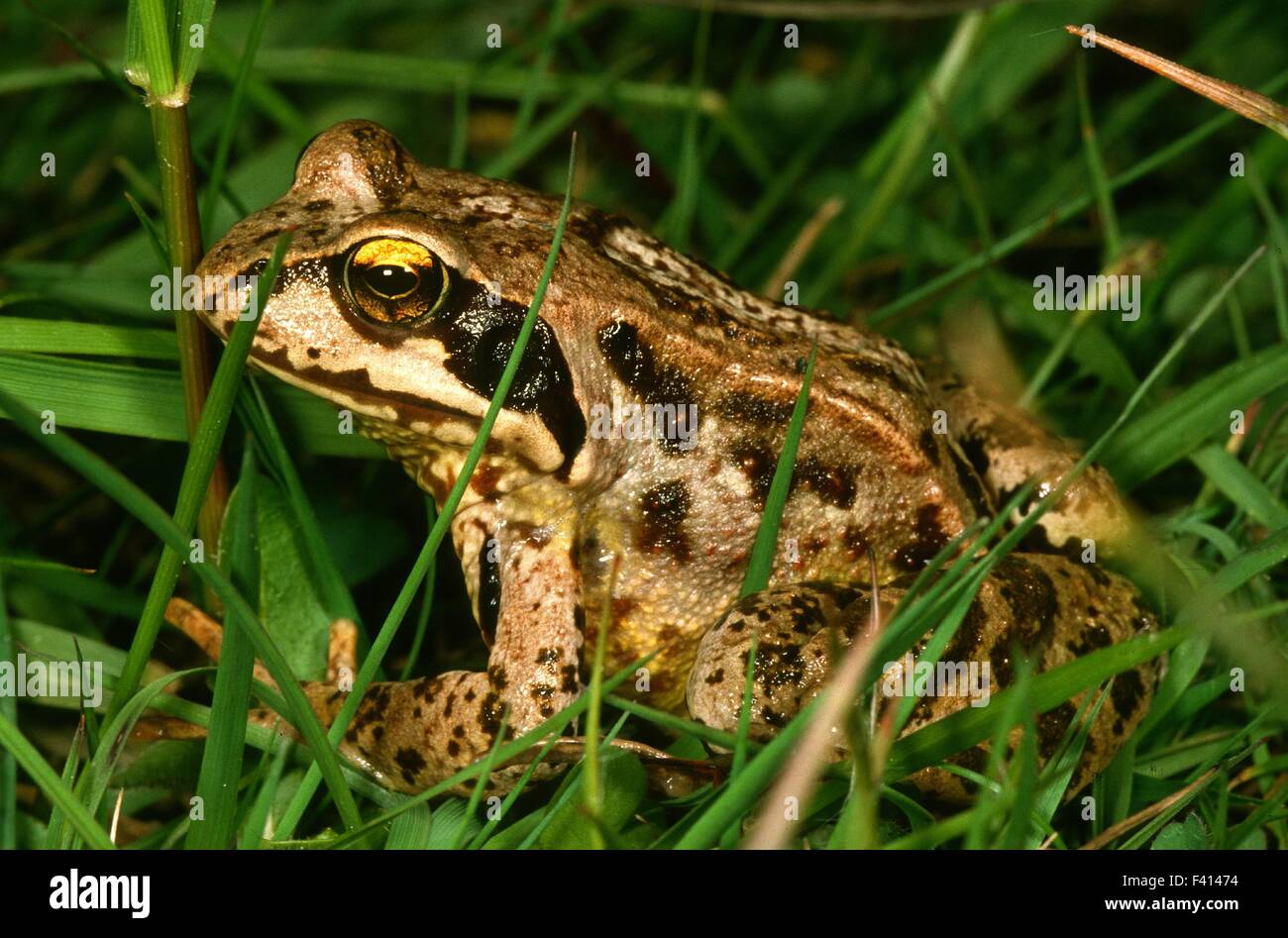 frog; grass frog Stock Photo - Alamy