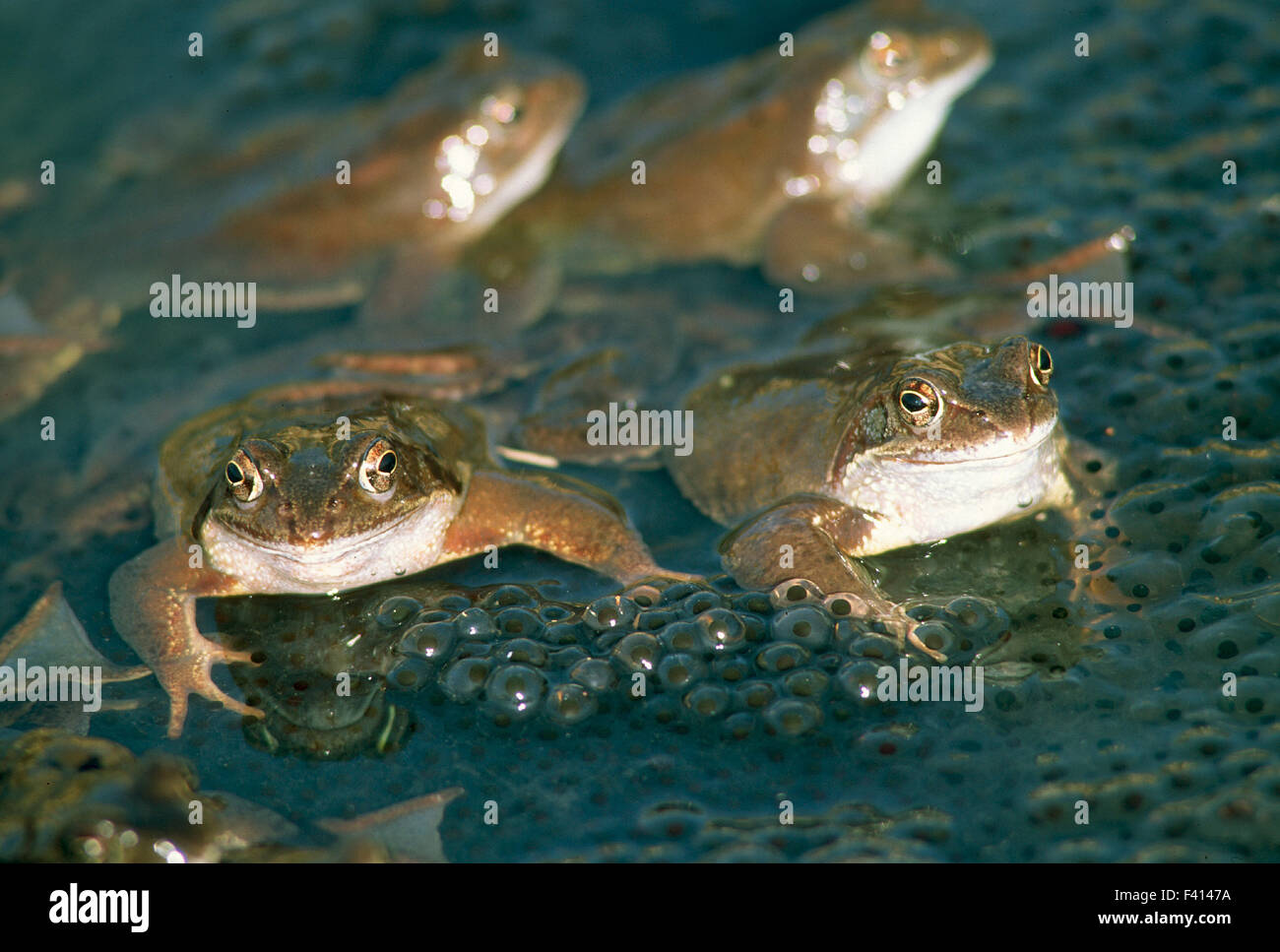 Grass frog hi-res stock photography and images - Alamy