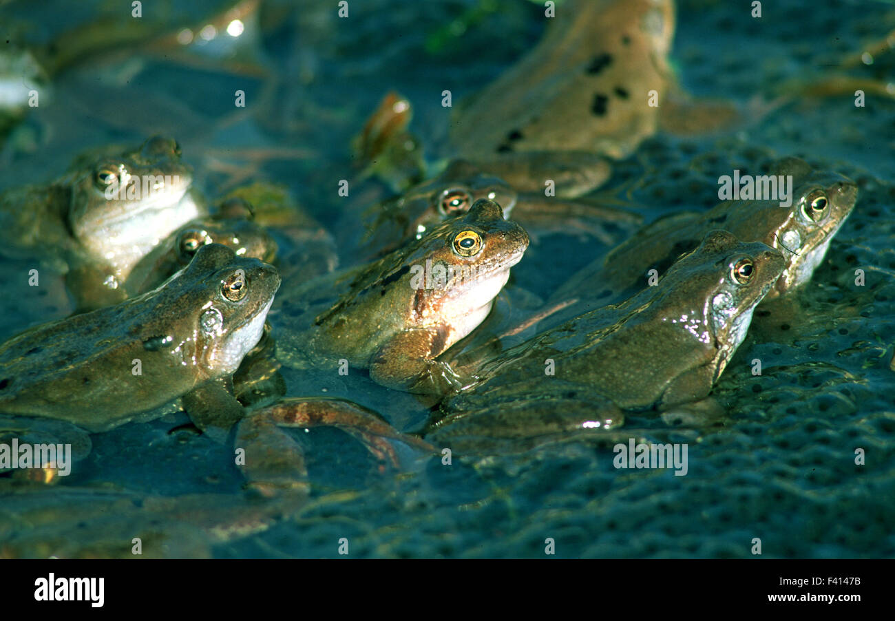 frog; grass frog Stock Photo - Alamy