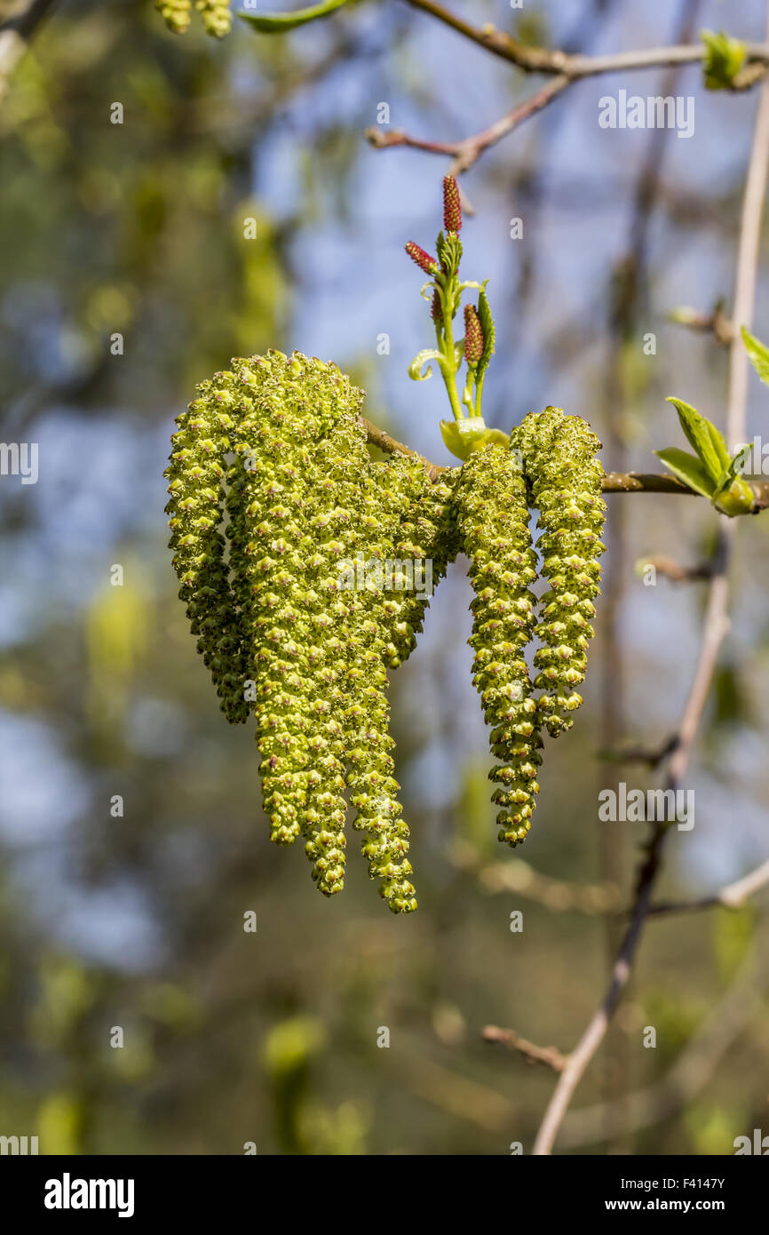 Green alder alnus viridis alnus hi-res stock photography and images - Alamy